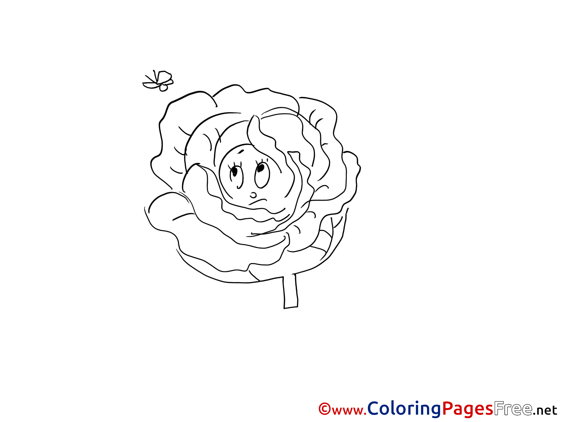 Cabbage Colouring Sheet download free